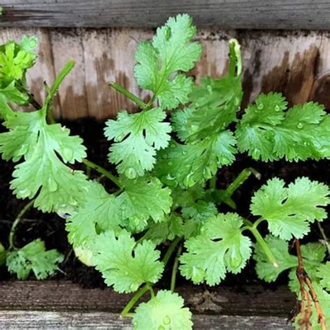 Benefits Of Coriander 7 Reasons Why You Must Start Growing Dhaniya In