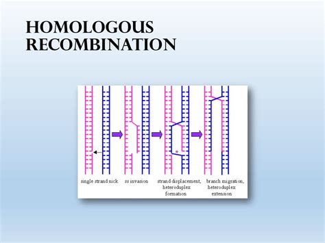 PPT Role Of RecA In DNA Replication PowerPoint Presentation Free