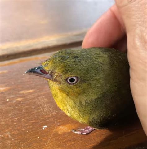 An Extremely Large Assassin Bug That Joined Us For Christmas Scenic Rim Qld Australia R