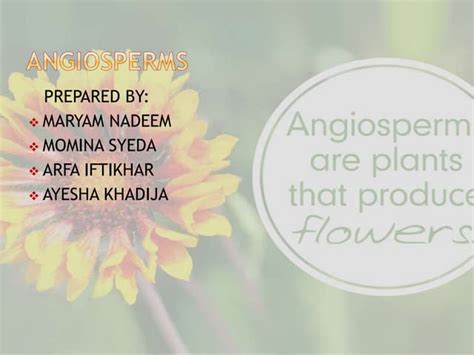 Angiosperms Pptx