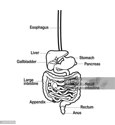 77 Appendix Vector High Res Illustrations Getty Images