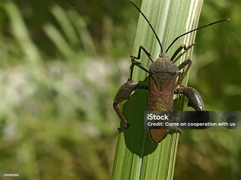 Leaffooted Bugs Euthochtha Galeator The Grasshopper Is Fierce Stock