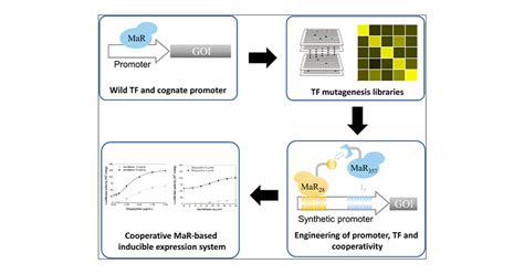 Versatile Strategy For The Construction Of A Transcription Factor Based