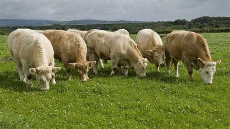 New Technology Turns Manure Into Clean Water Agrilandie