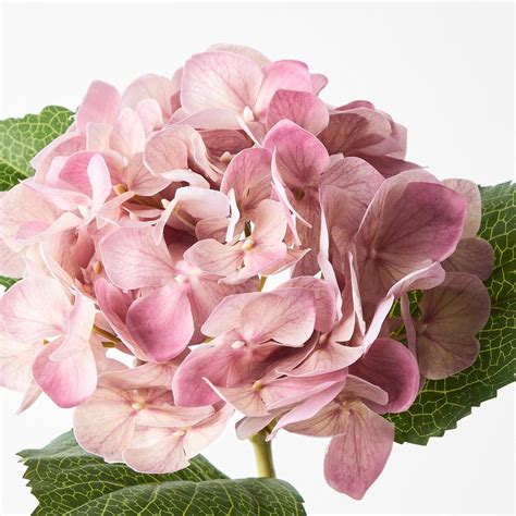 Hydrangea Mauve 63cml Floral Interiors Shop