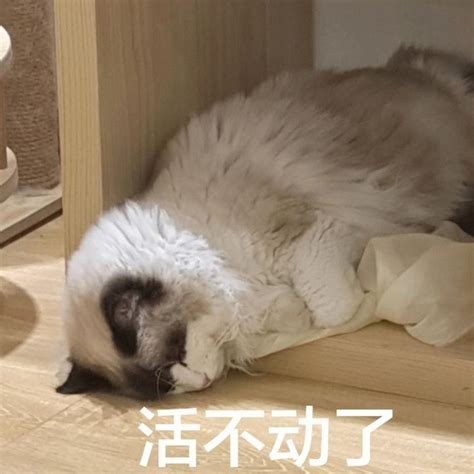 被惯坏的猫咪，会有这5个表现，你家中招了吗 知乎