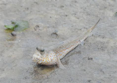A Wandering Naturalist Singapore On The Boardwalk
