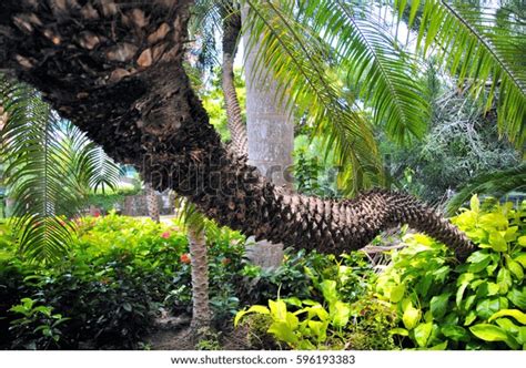 Horizontal Tree Stock Photo 596193383 Shutterstock