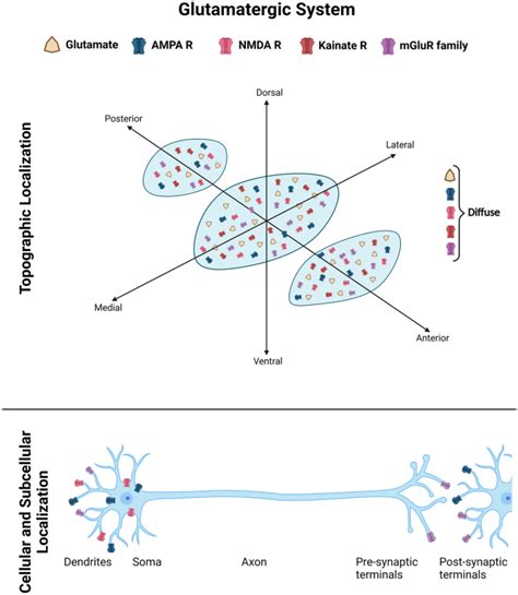 Neurotransmitter And Receptor Systems In The Subthalamic Nucleus Brain