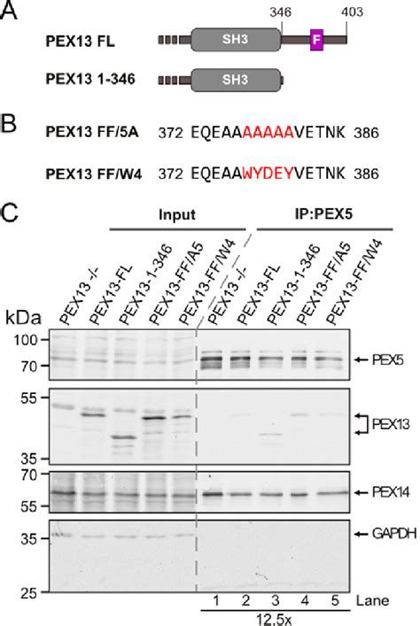 Pex13 Fxxxf Motif Modulates Pex5 Binding Pex13 Fl Pex13 1 346 A And Download Scientific