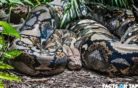 Facts About Pythons Facts On Tap