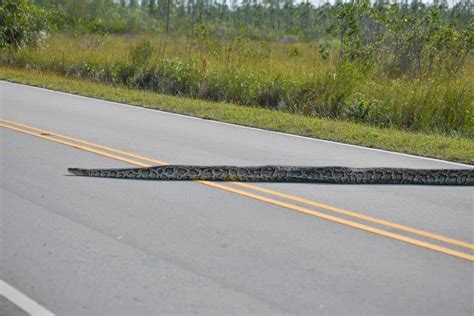 Burmese Python Crossing Road Was Female Loaded With Eggs Newsweek