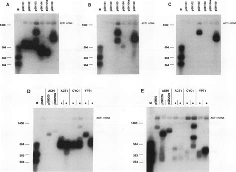 Northern Blot Analysis Of The Constructs Shown In Fig 5 In Each Lane