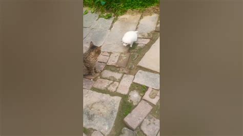 डॉगी और कैट की लड़ाई Youtube