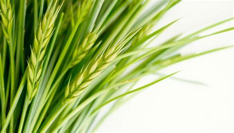 Barley Grass Food Supplement Expert At Wellness Concept