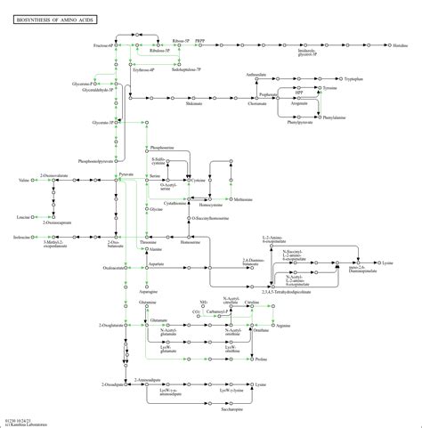 Kegg Pathway Biosynthesis Of Amino Acids Mus Musculus House Mouse