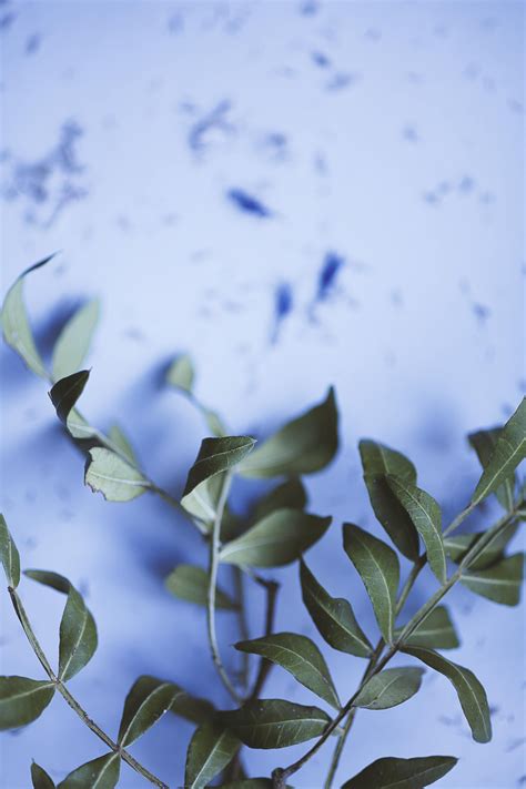 분홍색 회색 및 흰색 꽃잎 꽃 클립 아트 · 무료 스톡 사진