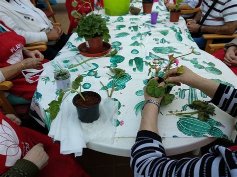 PLANTAS PARA LA VIDA Afedaz