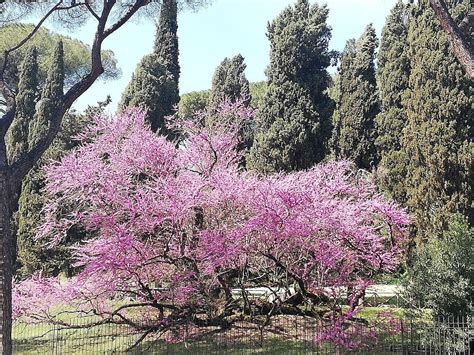 Rome Audio Tour From Colosseum To Pantheon Book In Rome For 10