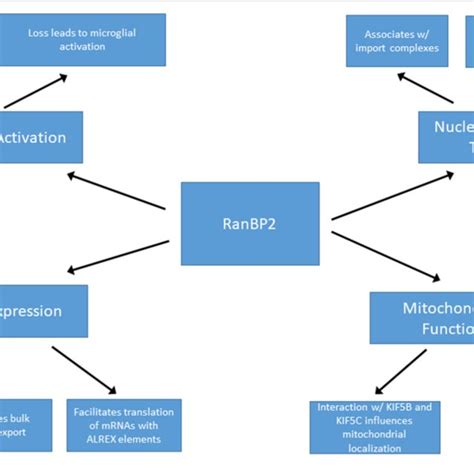 Schematic Of Ranbp2 Protein Rbd Ran Binding Domain Znf Zinc Download Scientific Diagram
