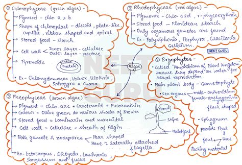 Solution Chap Plant Kingdom Mind Map For Neet And Class Studypool