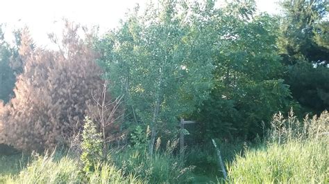 Allelopathy Trees Forum At Permies