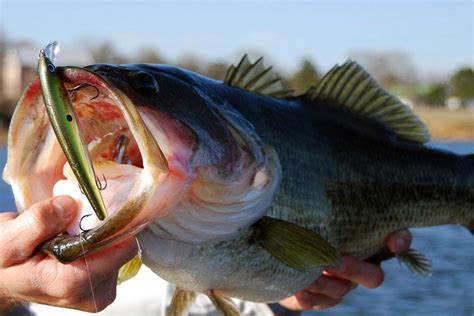 The 10 Best Bass Lures Of 2024