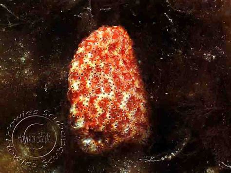 Ascidians And Seasquirts Howies Scuba
