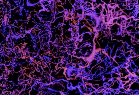 혈액 또는 신경 링크 시스템 빨간색과 파란색 3d 그림 3차원 형태에 대한 스톡 사진 및 기타 이미지 3차원 형태 가지돌기 건강관리와 의술 Istock