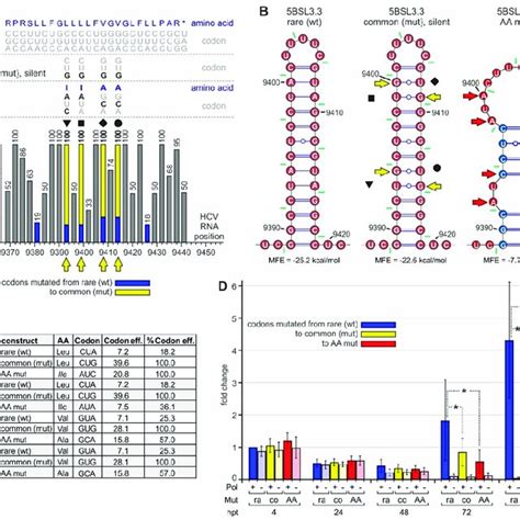 The Impact Of Rare Codons On Ns5b Translation And Hcv Replication A