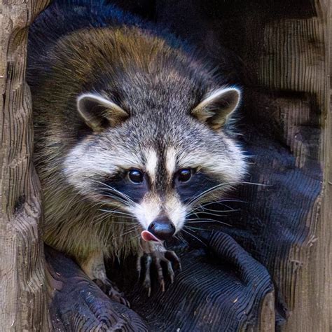 Raccoon Album On Imgur