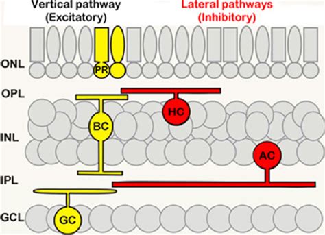 Figure 1 From Presynaptic Inhibition Semantic Scholar