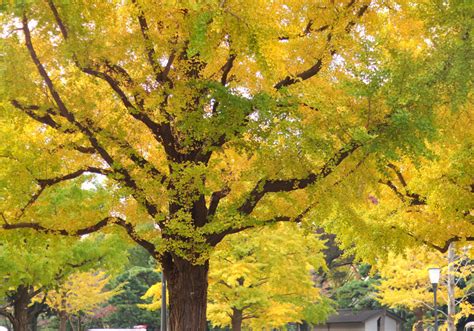 Ltester Ginkgo Baum Deutschlands Wo Steht Er