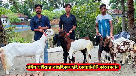 ধামাকা অফার। অবিশ্বাস্য পাইকারি রেটে অসাধারণ সব কমবয়সী খামার উপযোগী