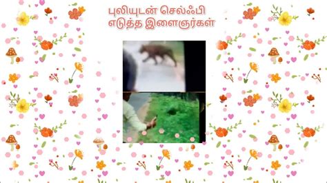 புலியுடன் செல்ஃபி எடுத்த இளைஞர்கள் Viral Vedio Youtube