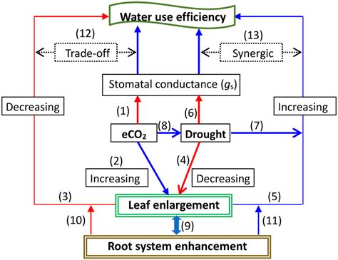 Frontiers Elevated Co2 Response Of Stomata And Its Dependence On