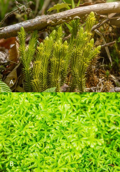 Divisão Lycopodiophyta Licopódios Plantas Infoescola