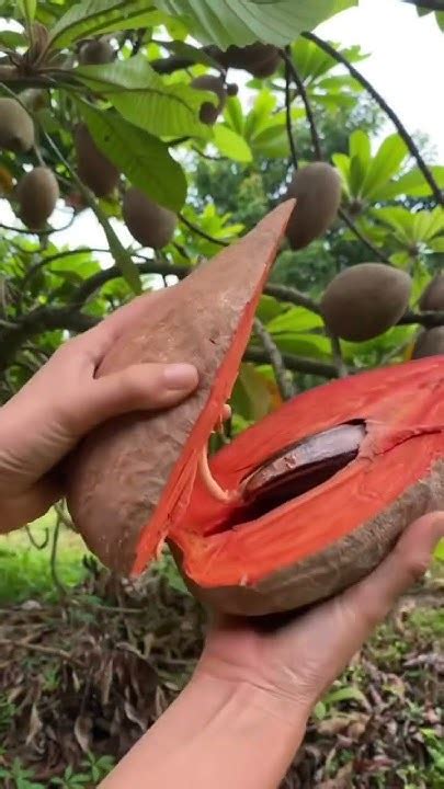 فاكهة سابوتا مامي فواكةغريبة السياحةسريلانكا Shorts Youtube
