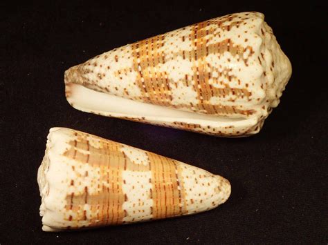 Imperial Cone Seashells Natural Naturally Wild Australia
