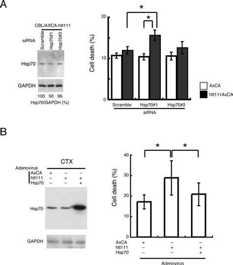 The Expression Levels Of Hsp70 Affect The Vulnerability Of Primary