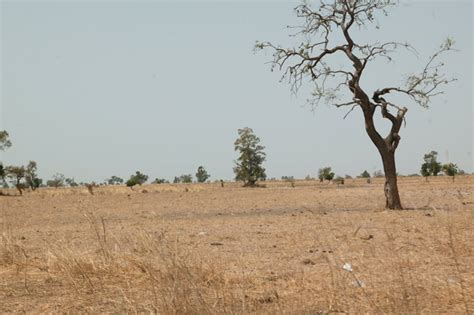 Trained Parrot Blog Wild Senegal Parrots In Gambia West Africa