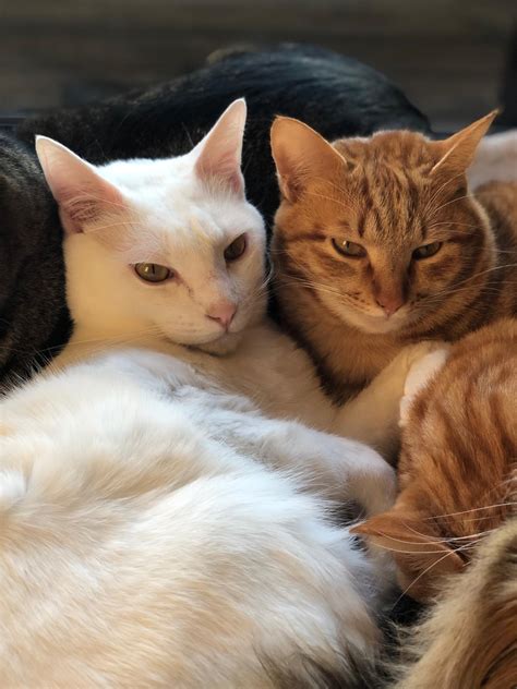 ぬくぬくした猫たち 毎日ベッドを占領されて体が痛い 子猫 猫