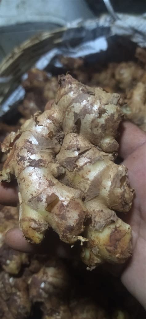 ဂျင်းလတ်လတ်ဆတ်ဆတ်ရောက်ပါပြီရှင့်။ တစ်ပိသာ ယူ ၅၀၀၀ကျပ် အိစုံမ