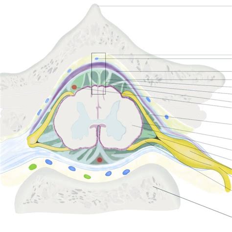 Illustration Of Cross Sectional Anatomy Of The Spinal Colum 1 Spinous