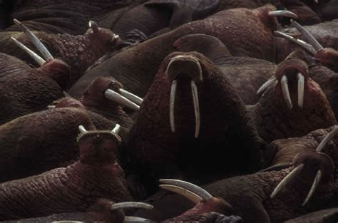 Free Picture Group Walrus Odobenus Rosmarus