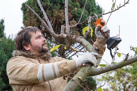 Male Gardener Prune Fruit Tree Using Battery Powered Pruning Shears