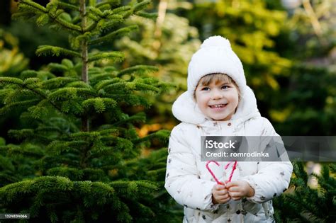 크리스마스 트리와 달콤한 사탕 지팡이를 들고 사랑스러운 어린 유아 소녀 시장에 야외 상점에서 Xmas 나무를 선택하고 구입하는