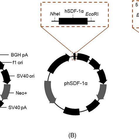 Plasmid Structure A Structure Of The Pcdna3 1 − B Structure Of Download Scientific