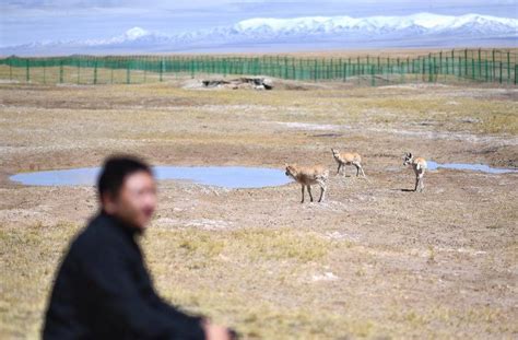 可可西里藏羚羊迎产仔高峰 穿越公路向卓乃湖迁徙 搜狐大视野 搜狐新闻
