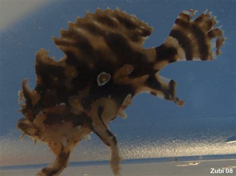 Histrio Histrio Sargassum Frogfish Sargassumfish Sargasso